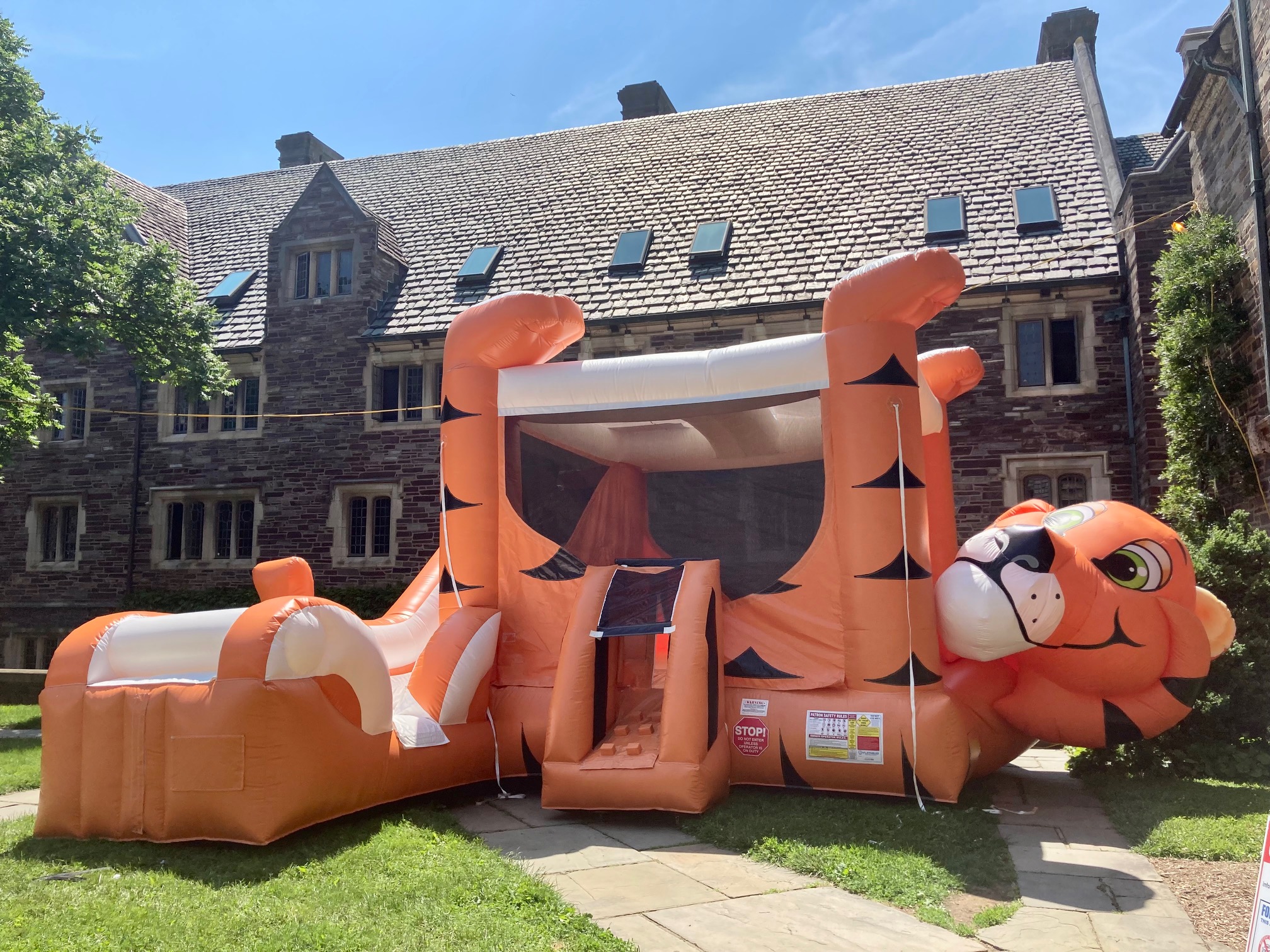 Tiger Belly Combo Wet/Dry - Party Perfect Rentals